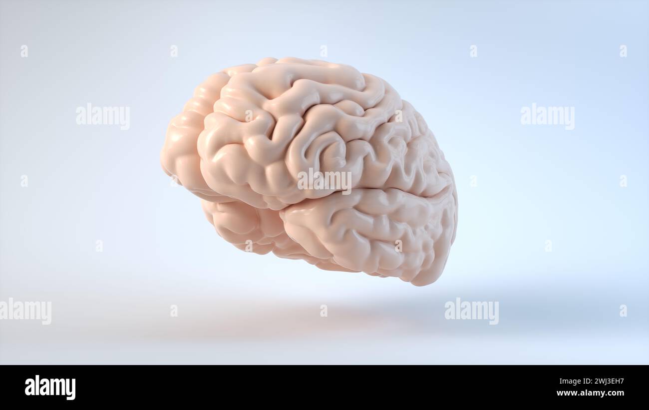 Realistic model of Brain. Banner for medical applications, educational ...