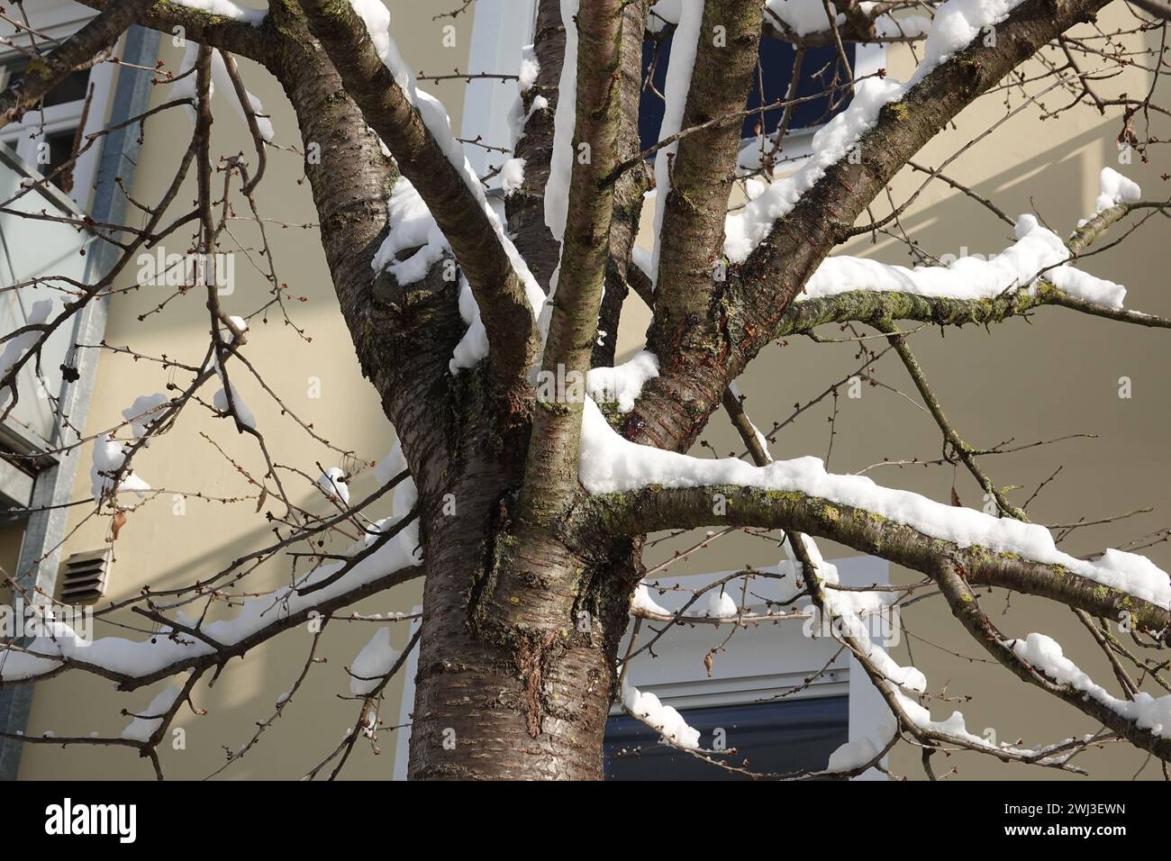 Prunus avium flowering cherry cherry hi-res stock photography and ...