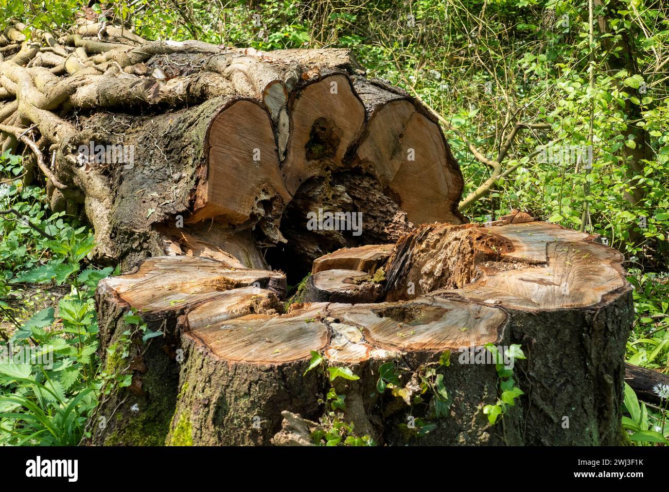 Baum mit loch hi-res stock photography and images - Alamy