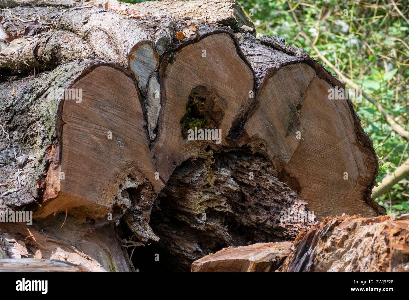 Baum mit loch im wald hi-res stock photography and images - Alamy