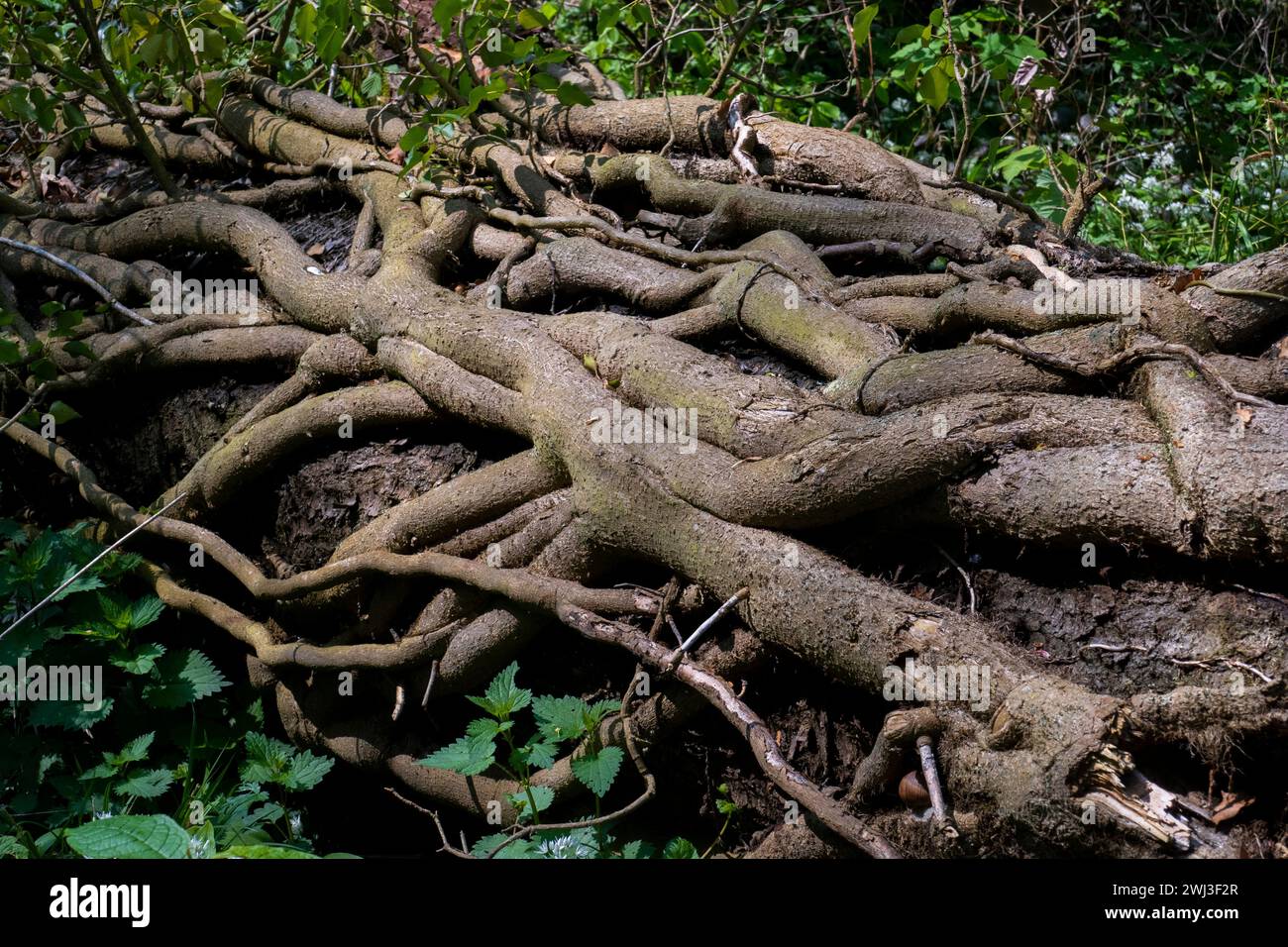 Baum mit loch hi-res stock photography and images - Alamy