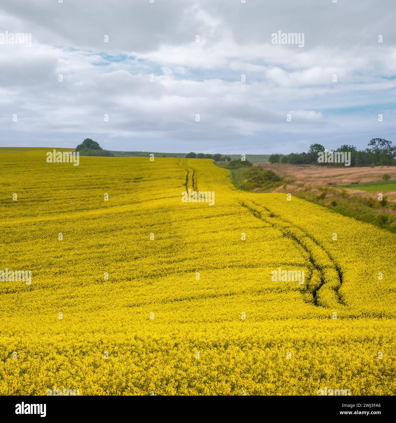 Rapeseed crop ukraine hi-res stock photography and images - Alamy