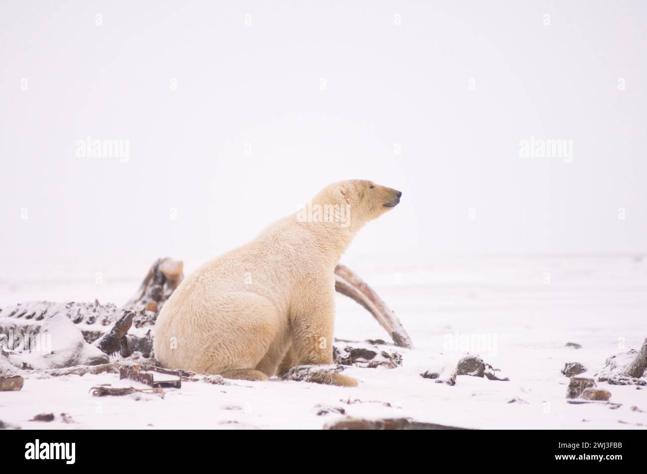 polar bear, Ursus maritimus Boar in a bone yard neck thicker then head ...