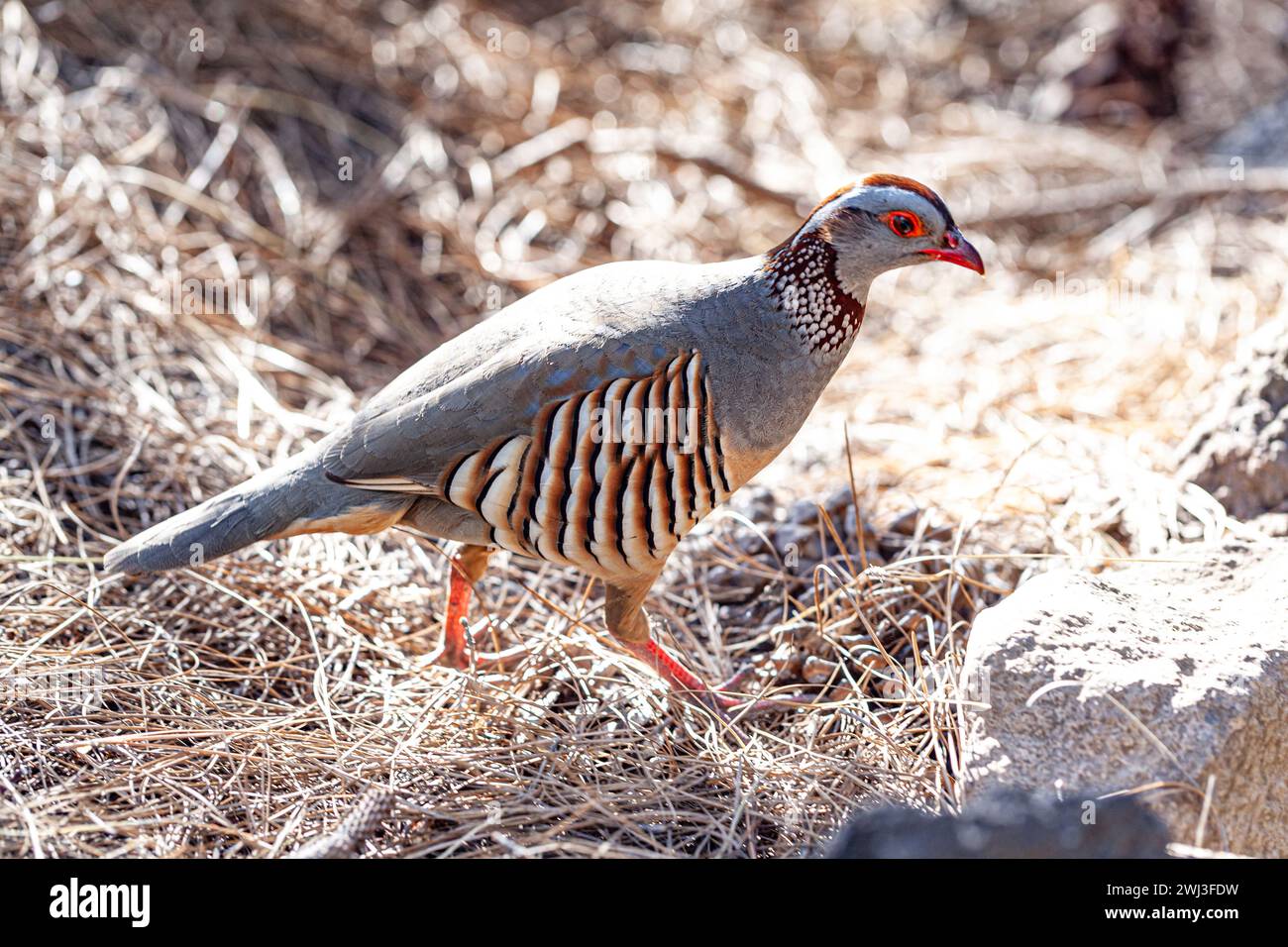 Woodcock grouse partridge hunting hi-res stock photography and images ...