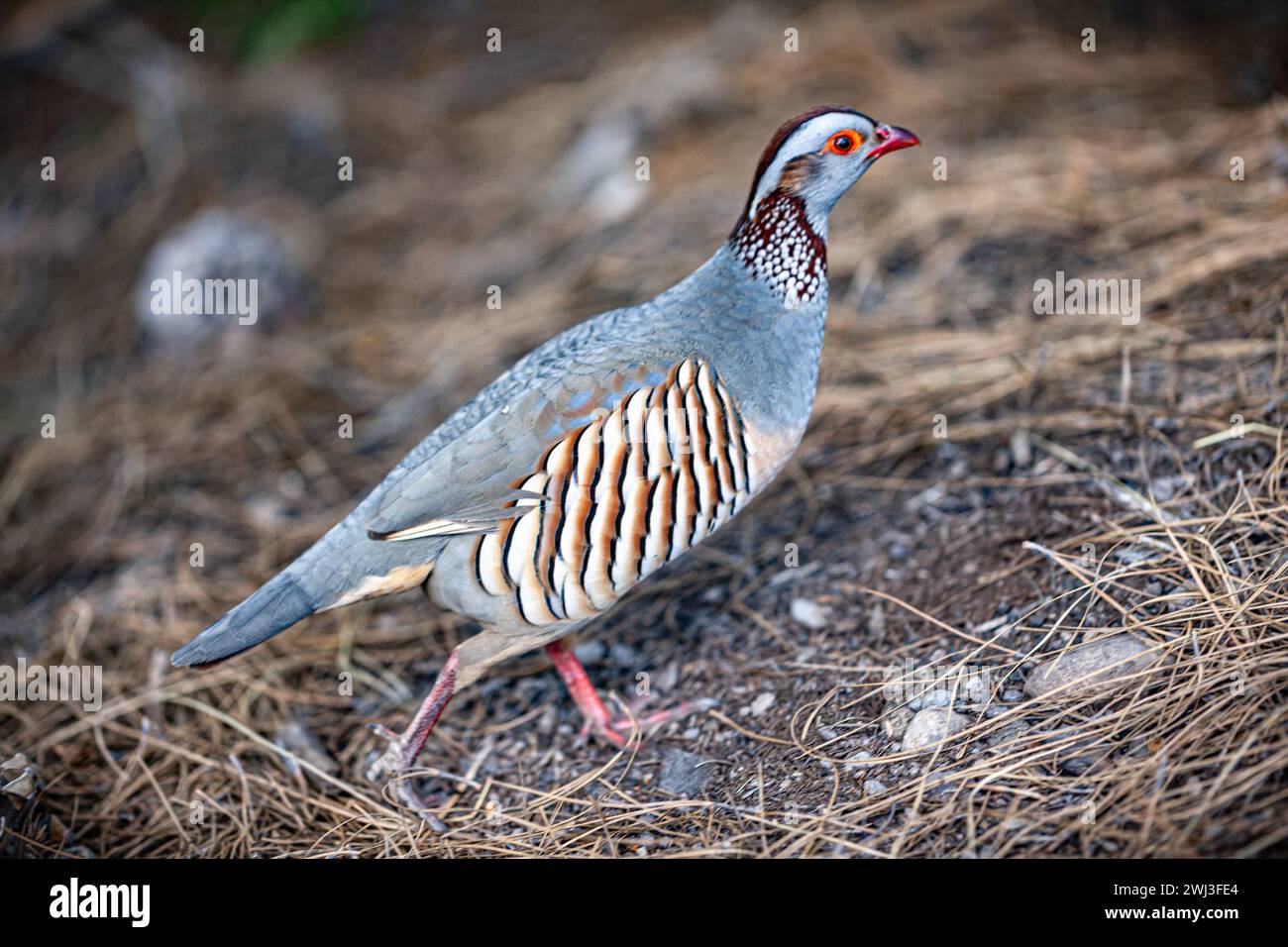 Moorish partridge hi-res stock photography and images - Alamy