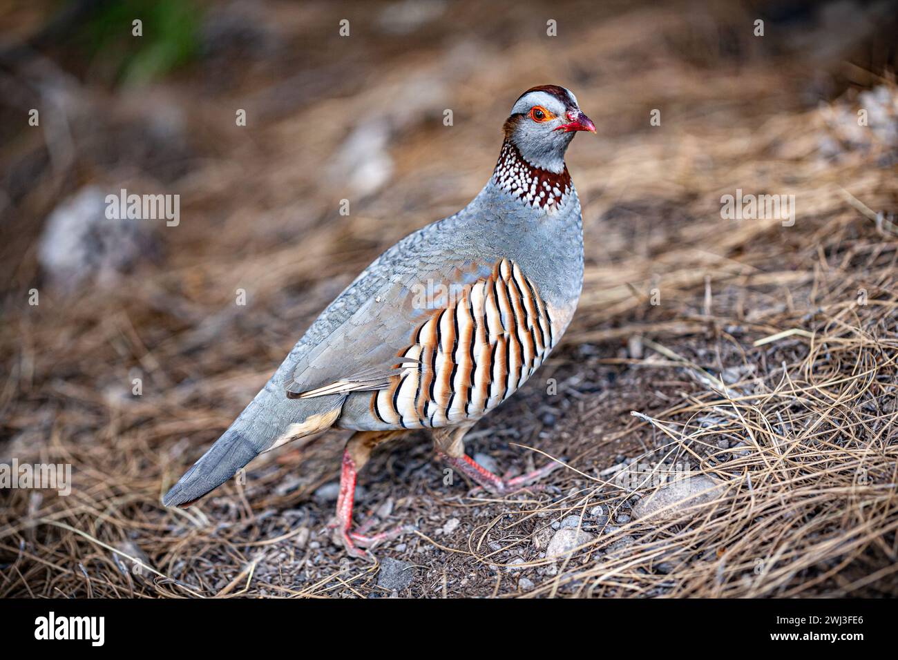 Woodcock grouse partridge hunting hi-res stock photography and images ...