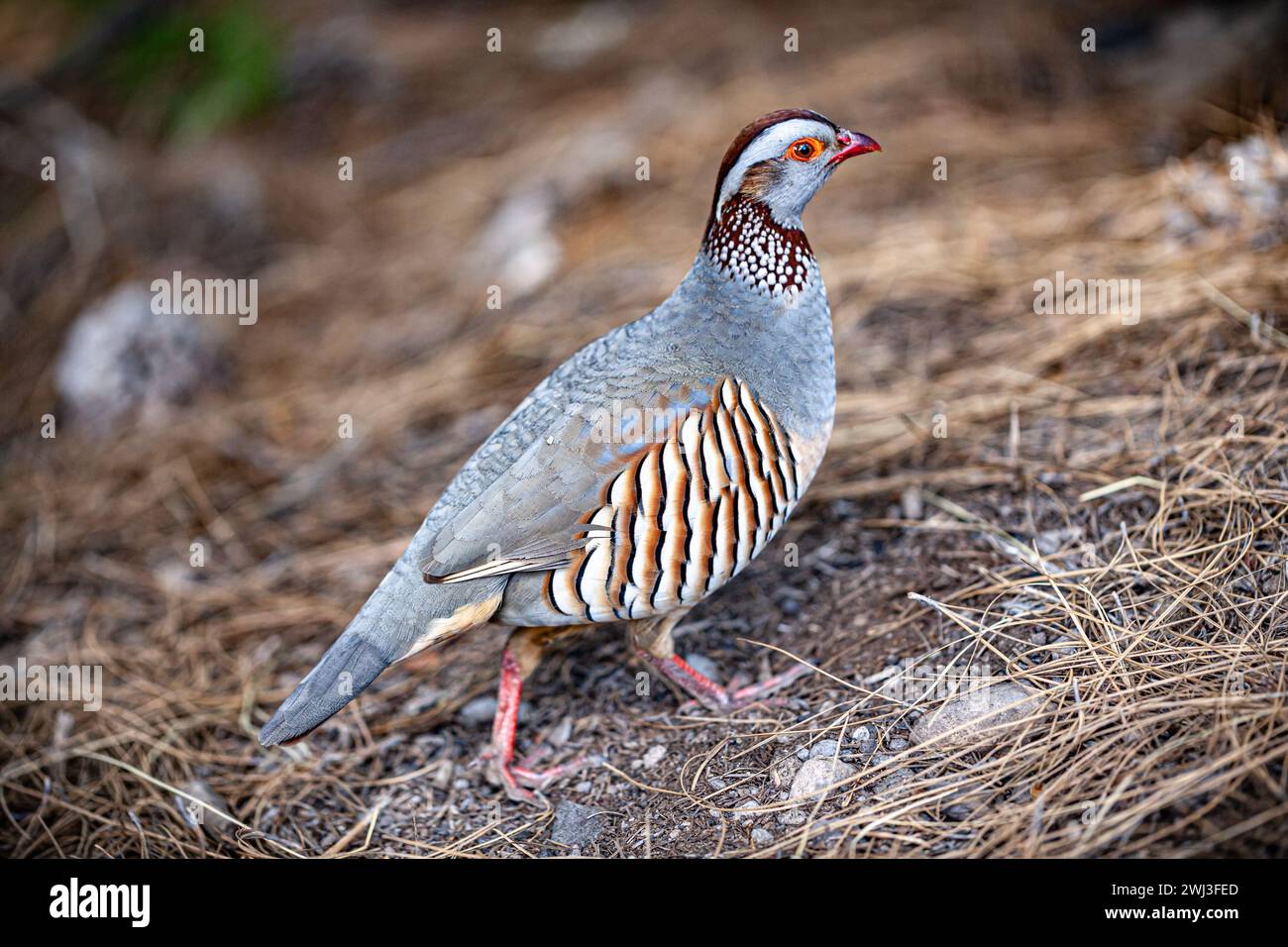 Woodcock grouse partridge hunting hi-res stock photography and images ...
