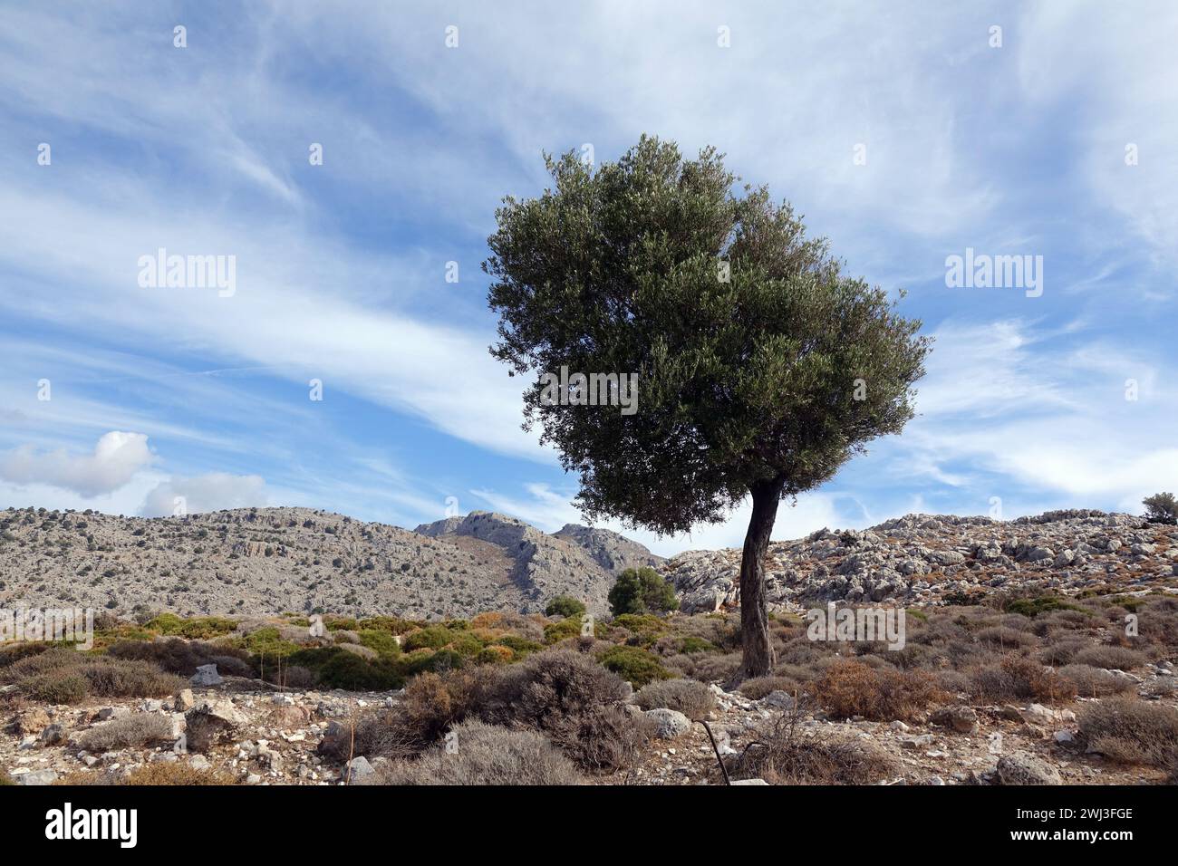 Tree near Charaki, Rhodes Stock Photo - Alamy