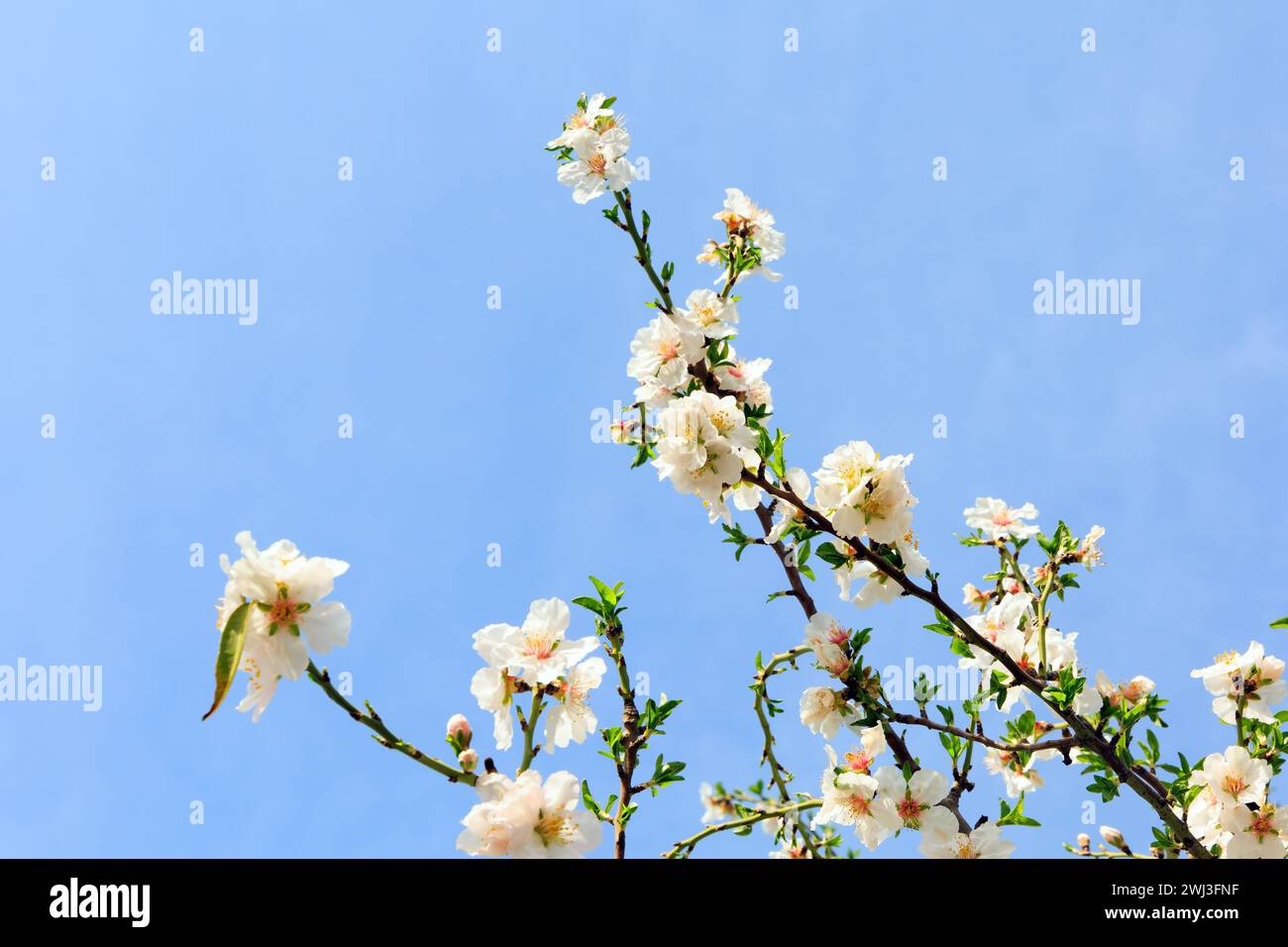 Pink flowers against sky hi-res stock photography and images - Alamy