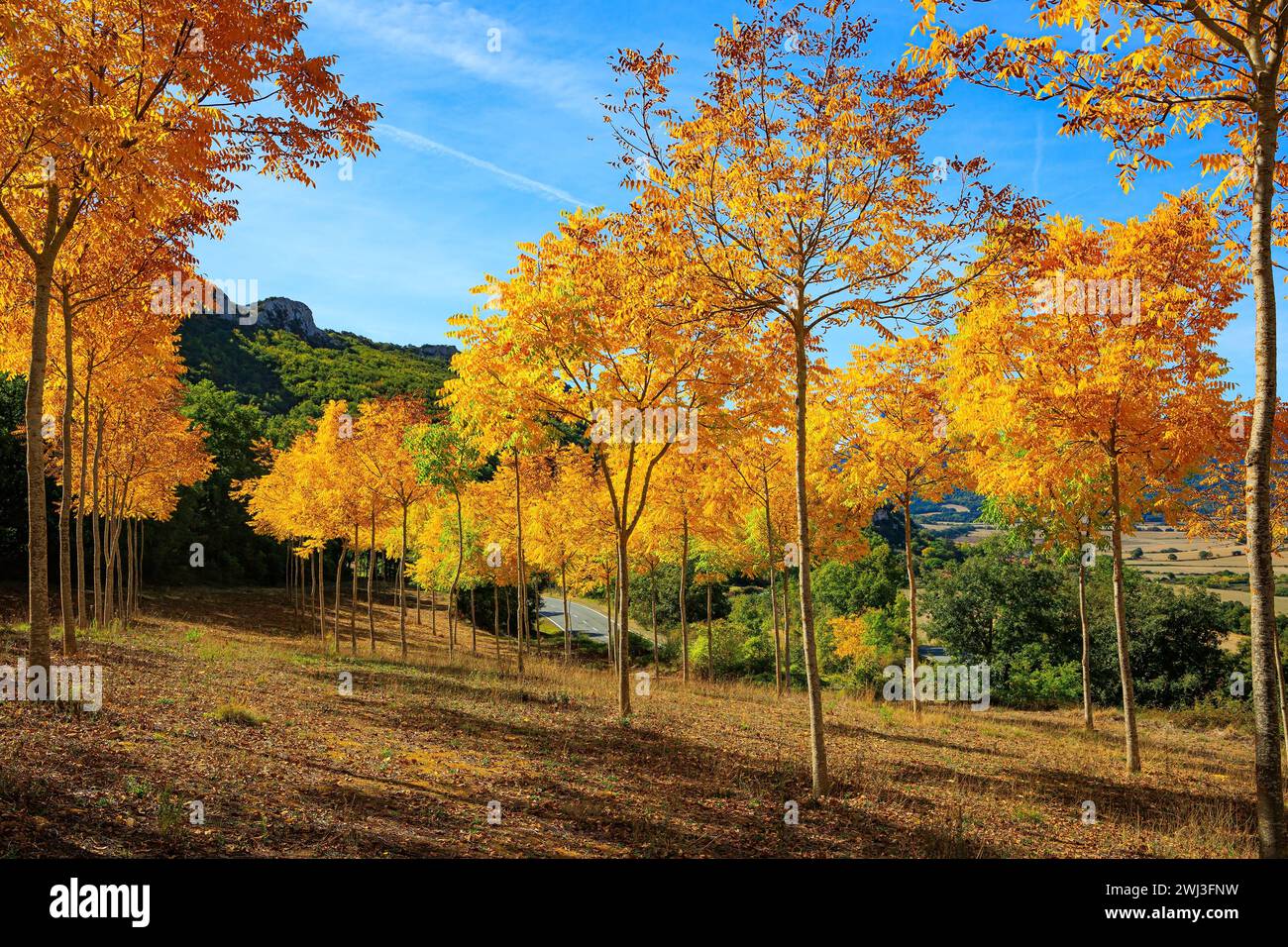 Aspen grove autumn colors hi-res stock photography and images - Alamy