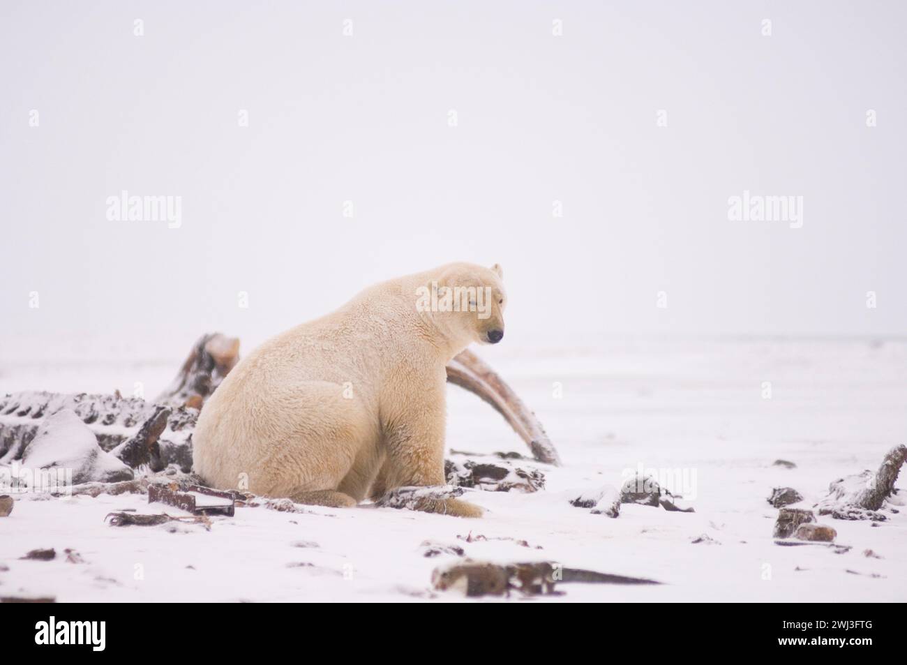 polar bear, Ursus maritimus Boar in a bone yard neck thicker then head ...