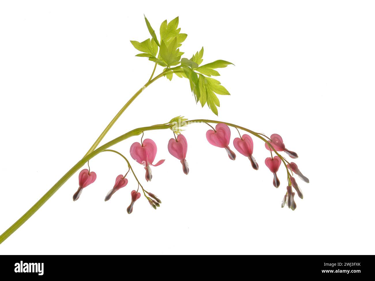 Heart weeping hi-res stock photography and images - Alamy