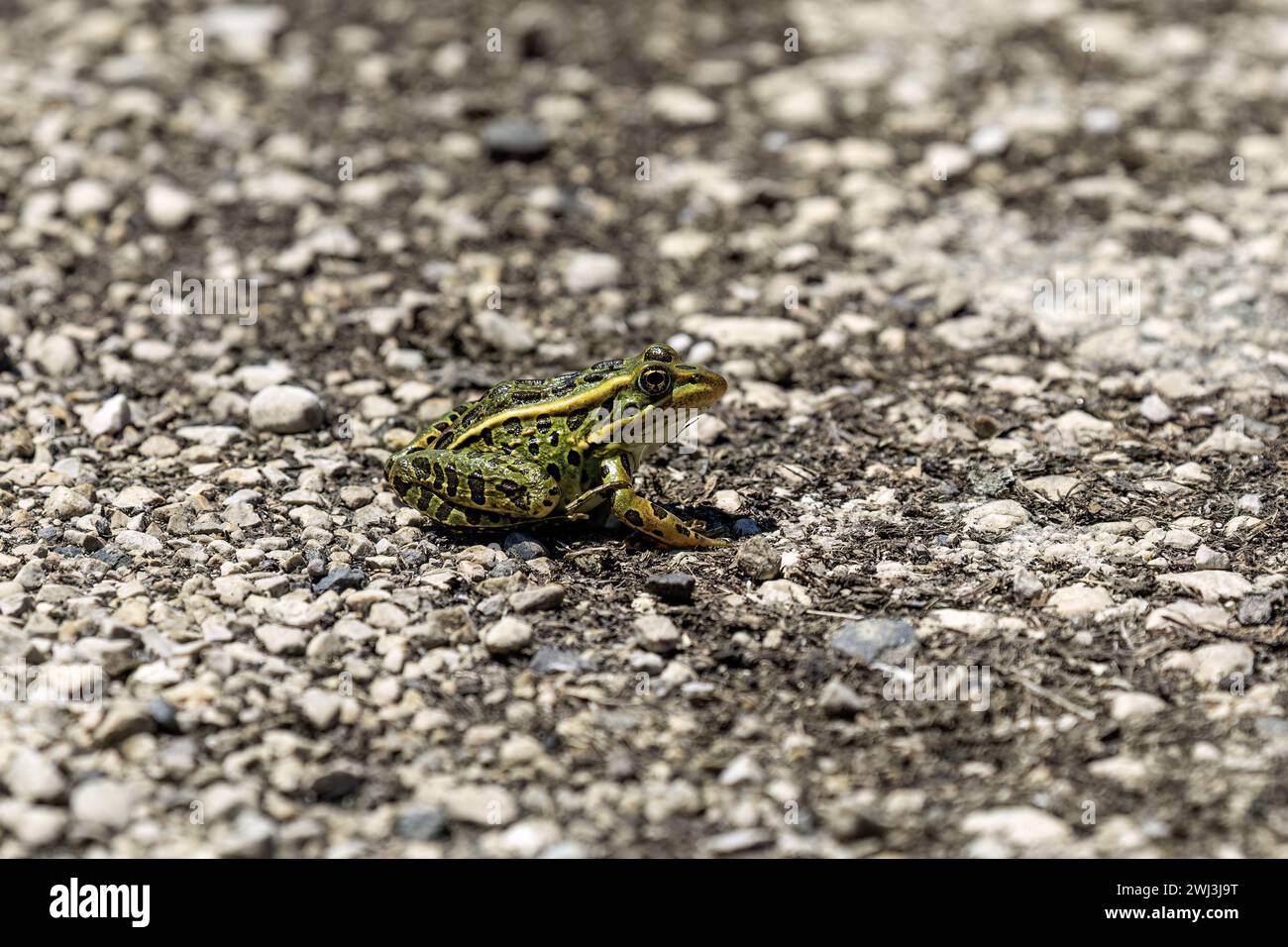 The northern leopard frog (Lithobates pipiensis) native North American ...