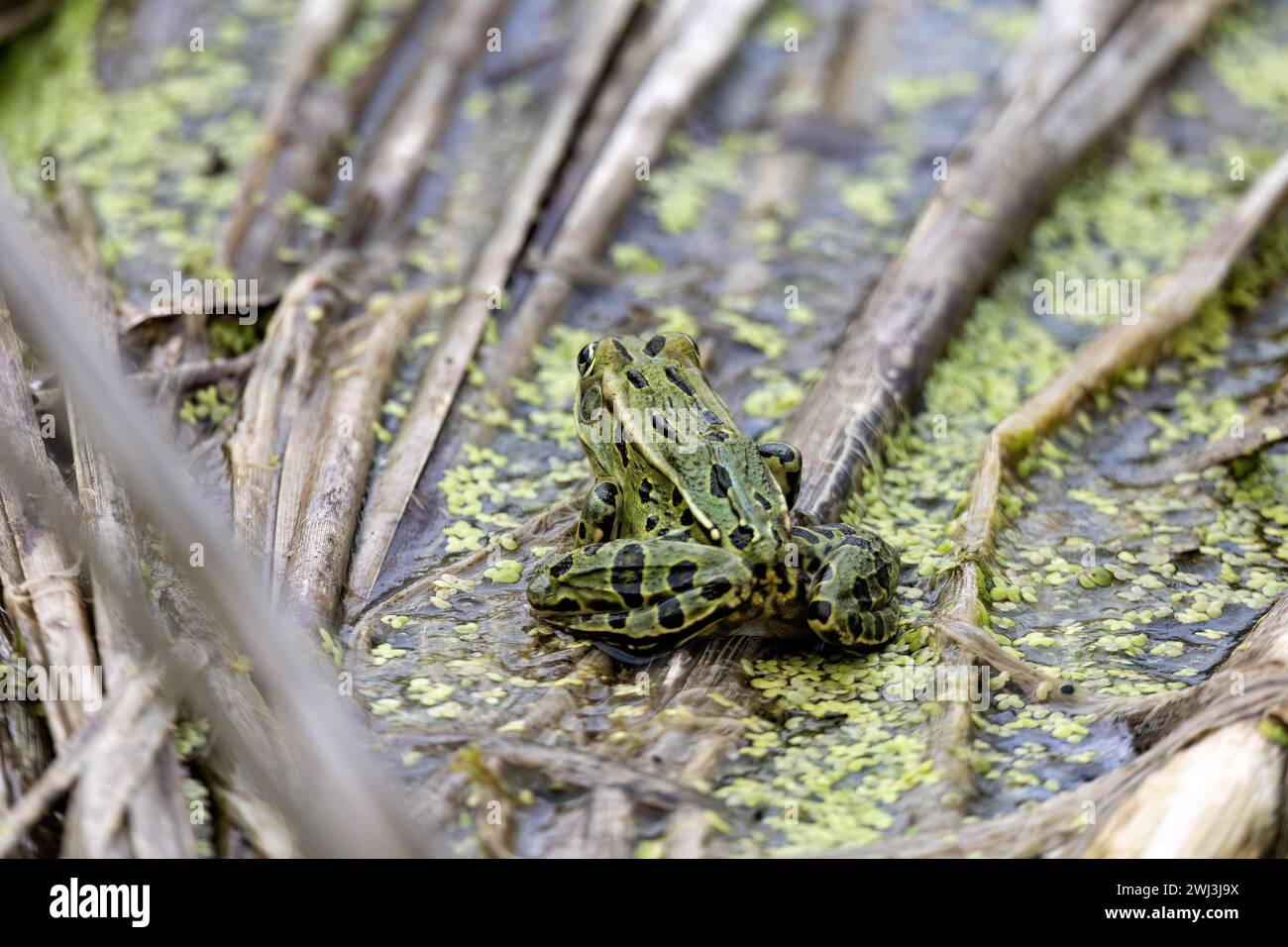 The northern leopard frog (Lithobates pipiensis) native North American ...