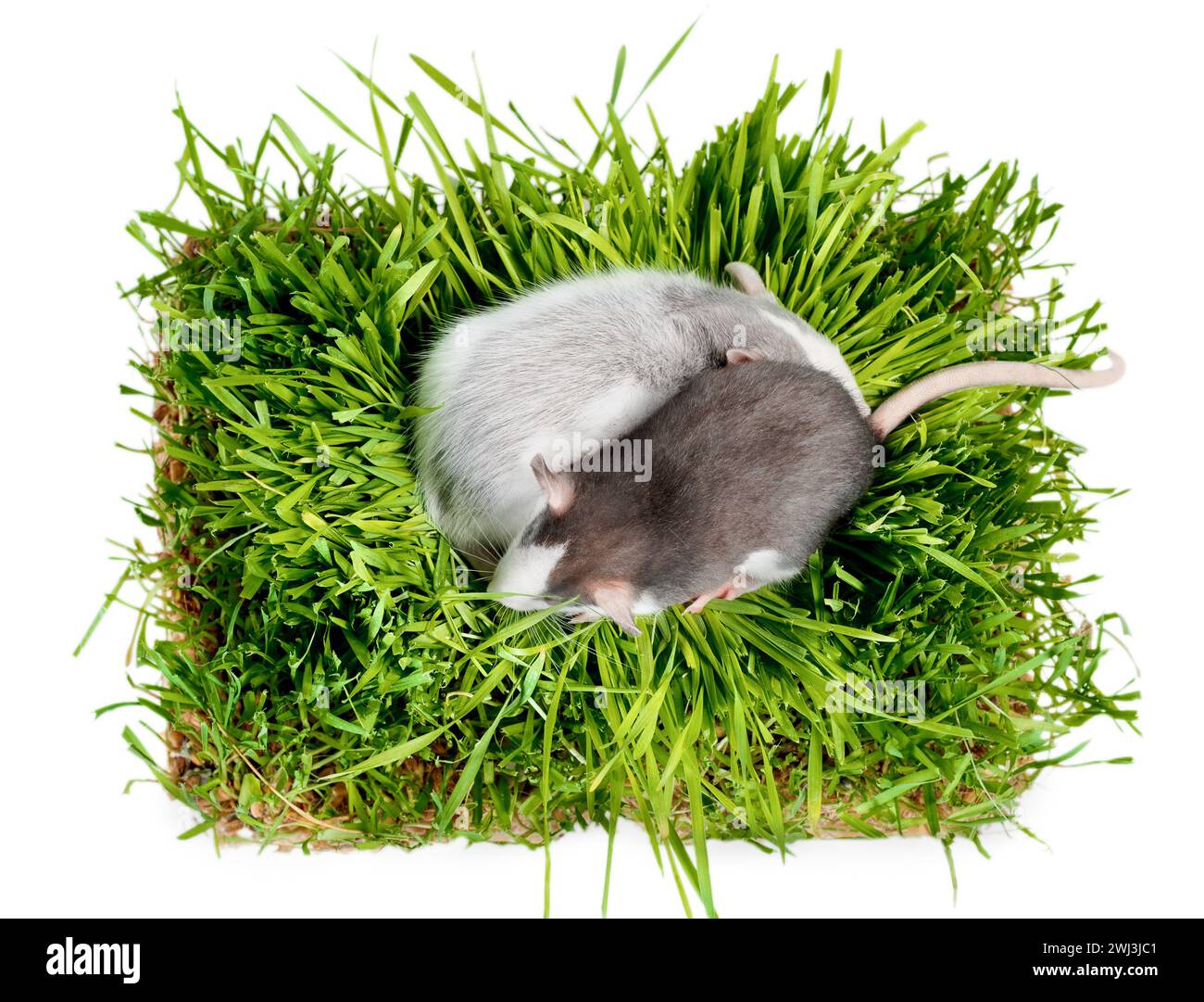 flat lay two rats of the husky breed in oat microgreen grass on a white ...
