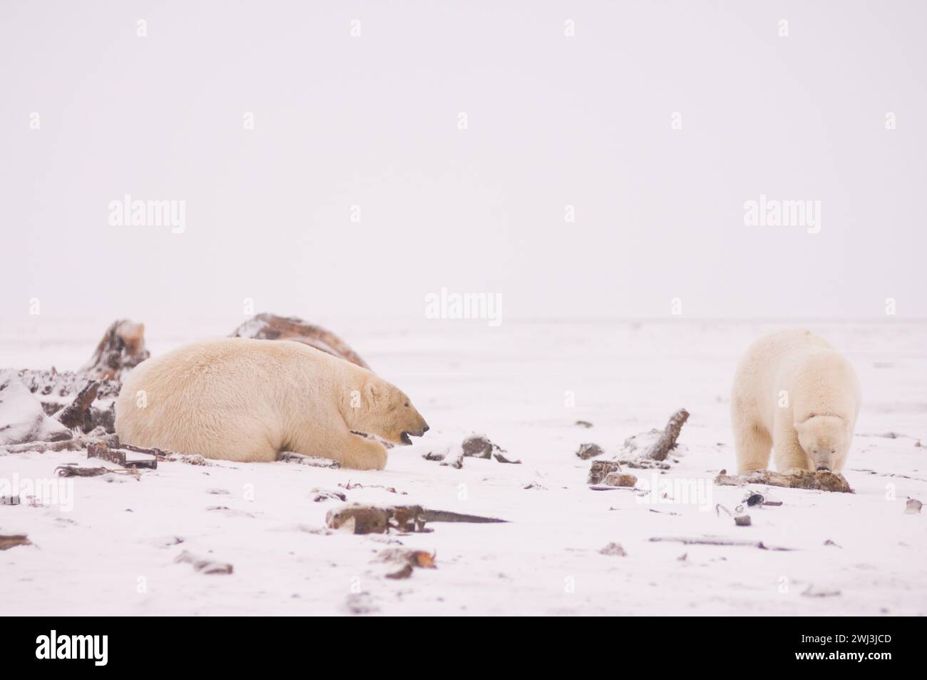 polar bears Ursus maritimus sow and boar scavenging in a whale bone ...
