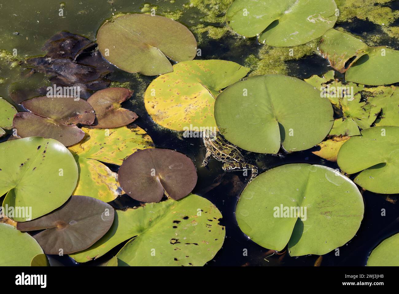 The northern leopard frog (Lithobates pipiensis) native North American ...