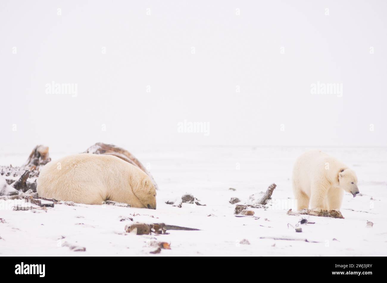 polar bears Ursus maritimus sow and boar scavenging in a whale bone ...