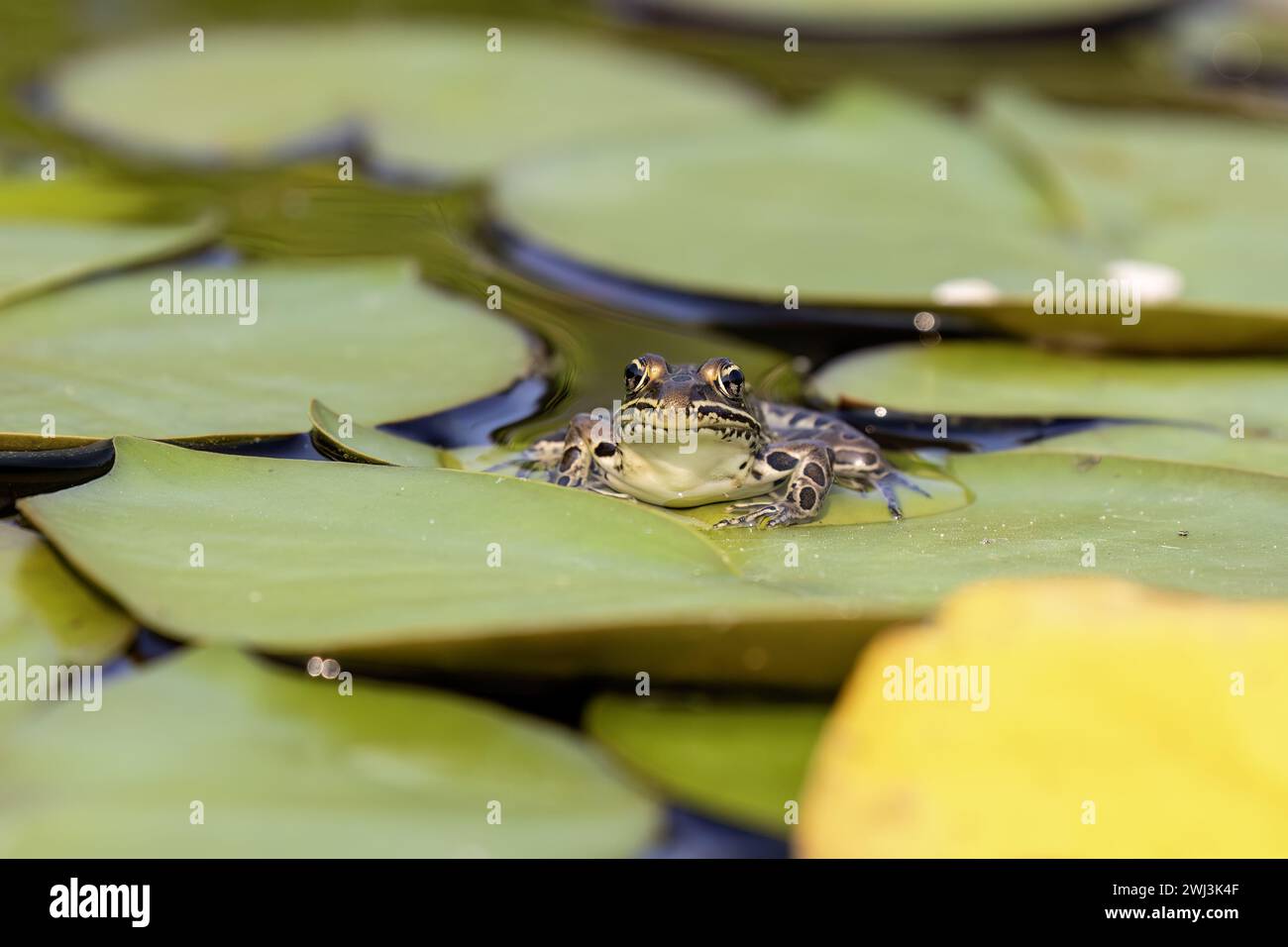The northern leopard frog (Lithobates pipiensis) native North American ...
