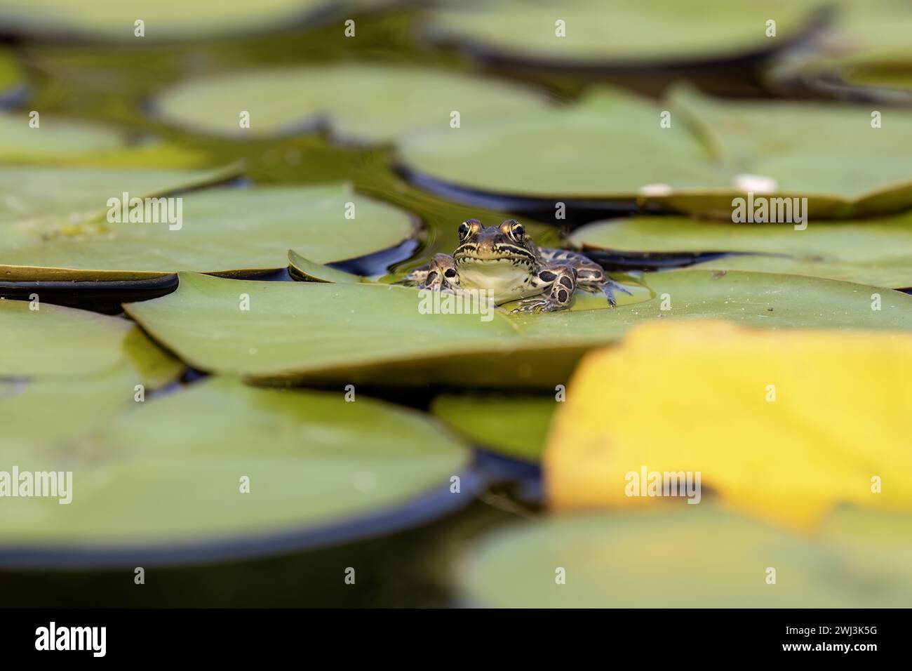 The northern leopard frog (Lithobates pipiensis) native North American ...