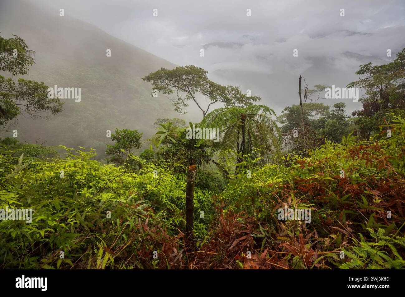 Jungle in Bolivia Stock Photo - Alamy