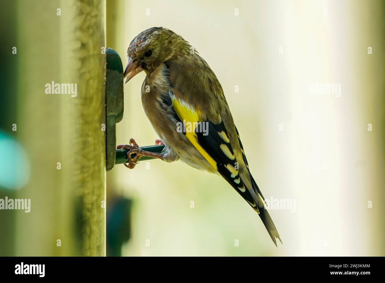 Goldfinch The goldfinch is a highly coloured finch with a bright red ...