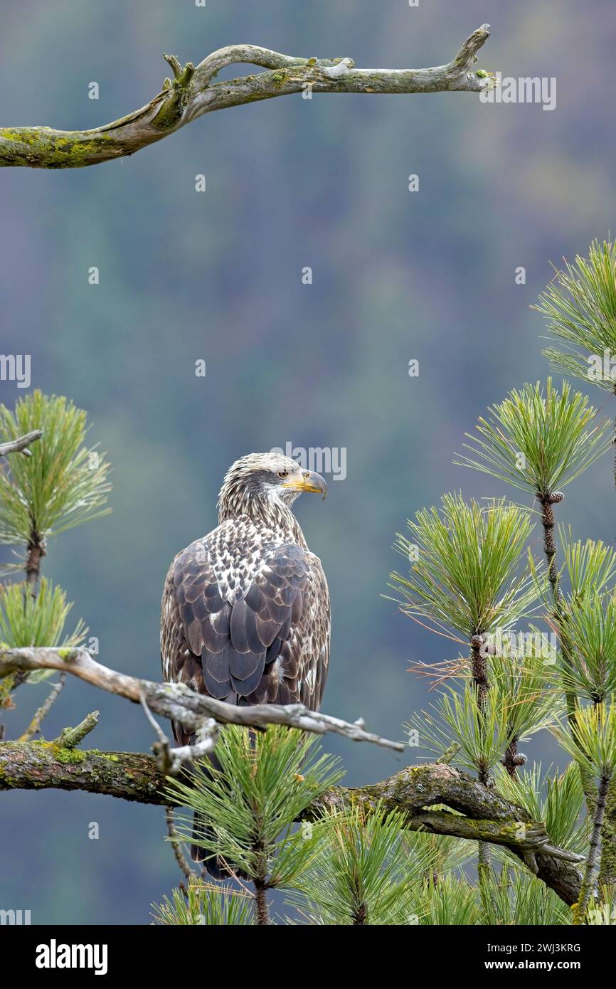 Juvenile bald eagle birds hi-res stock photography and images - Alamy