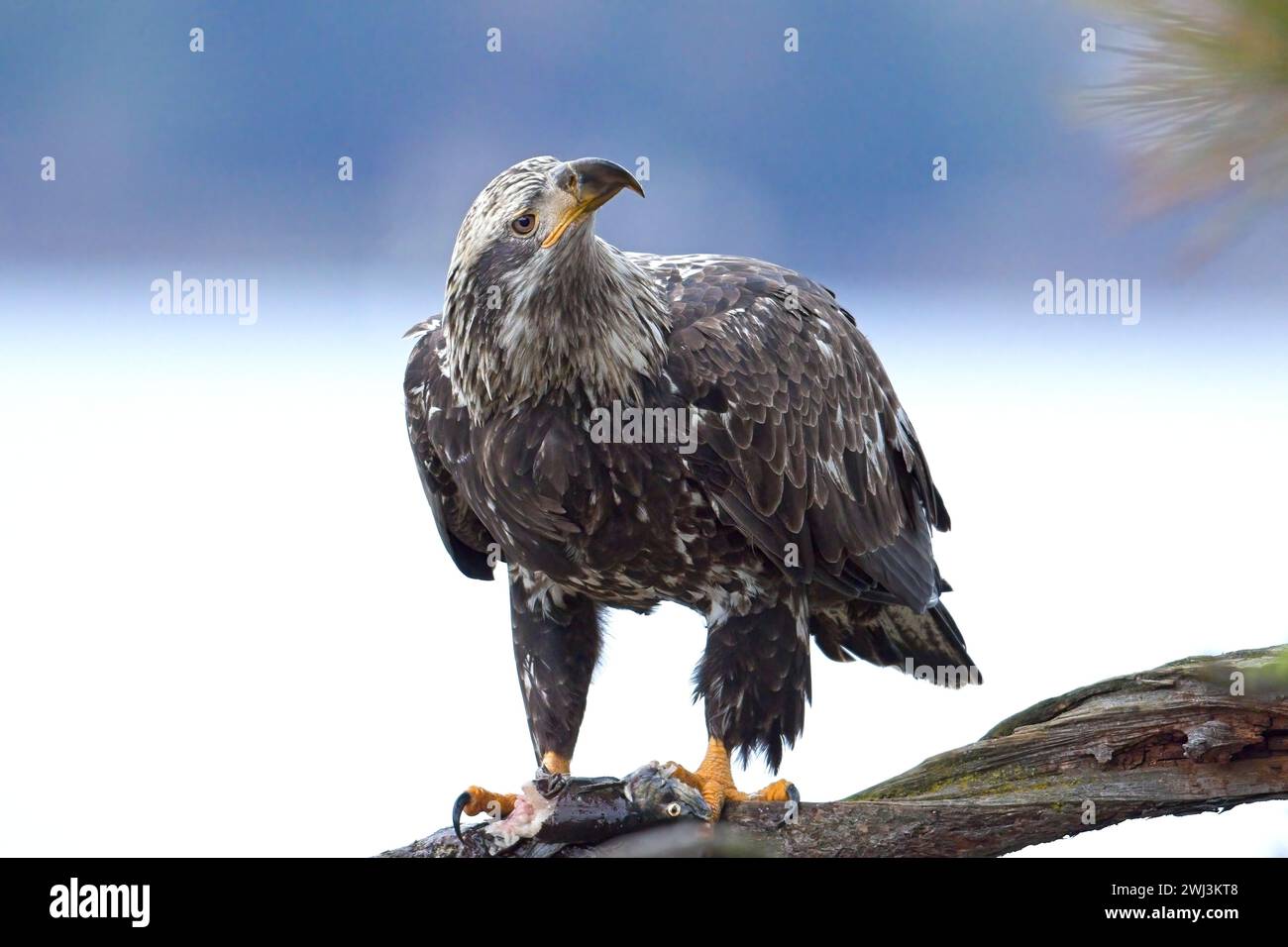 Eagle with fish in talon looks up Stock Photo - Alamy