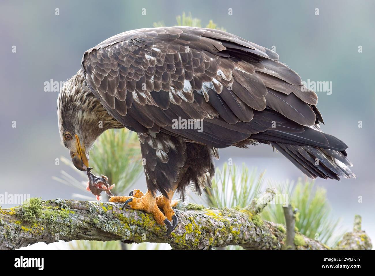 Side profile of young eagle with fish Stock Photo - Alamy