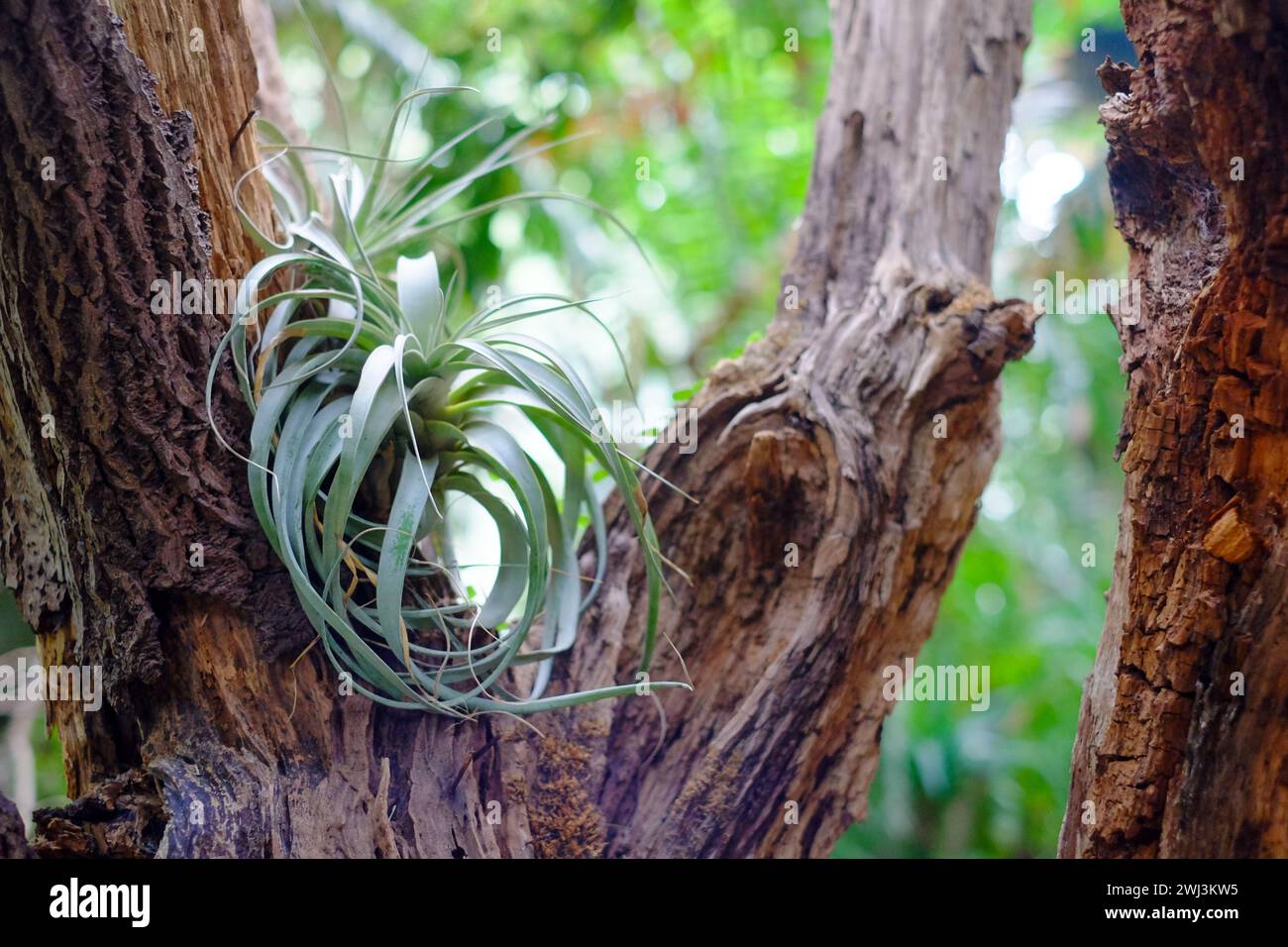 Verdant hues hi-res stock photography and images - Alamy