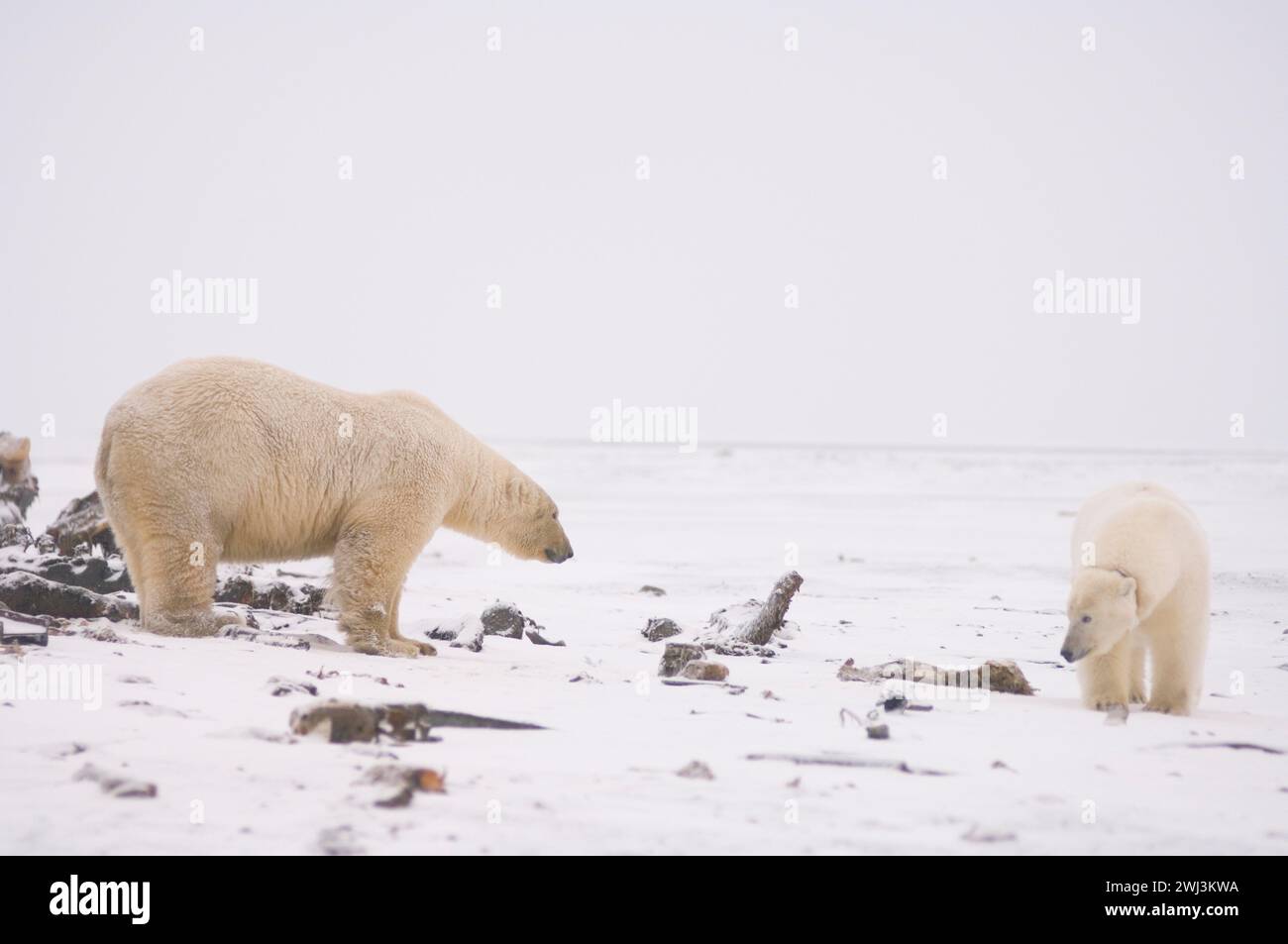 polar bears Ursus maritimus sow and boar scavenging in a whale bone ...