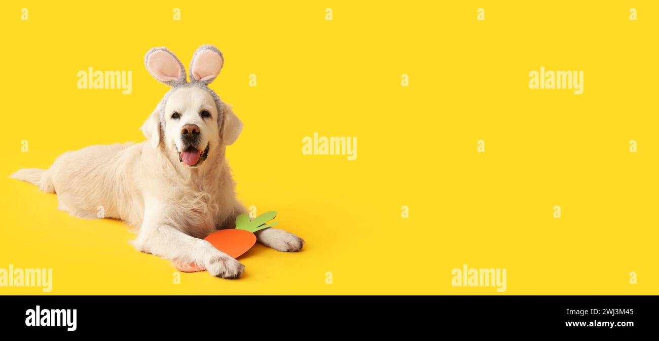 Cute Labrador dog wearing Easter bunny ears on yellow background with ...
