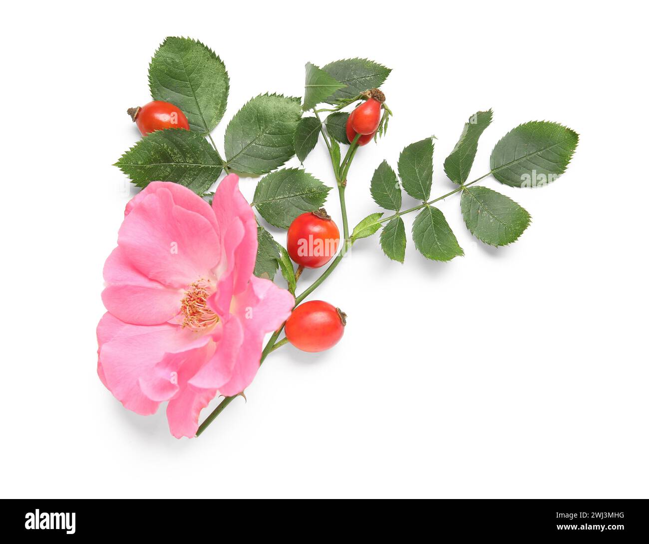 Fresh rose hip berries with flower and leaves on white background Stock ...