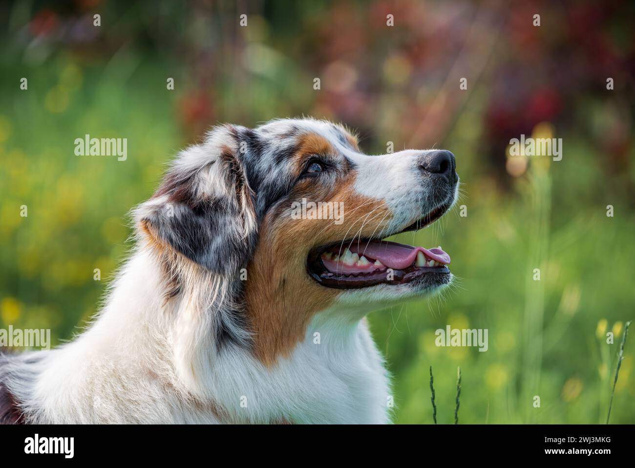 Australian shepherd head hi-res stock photography and images - Alamy