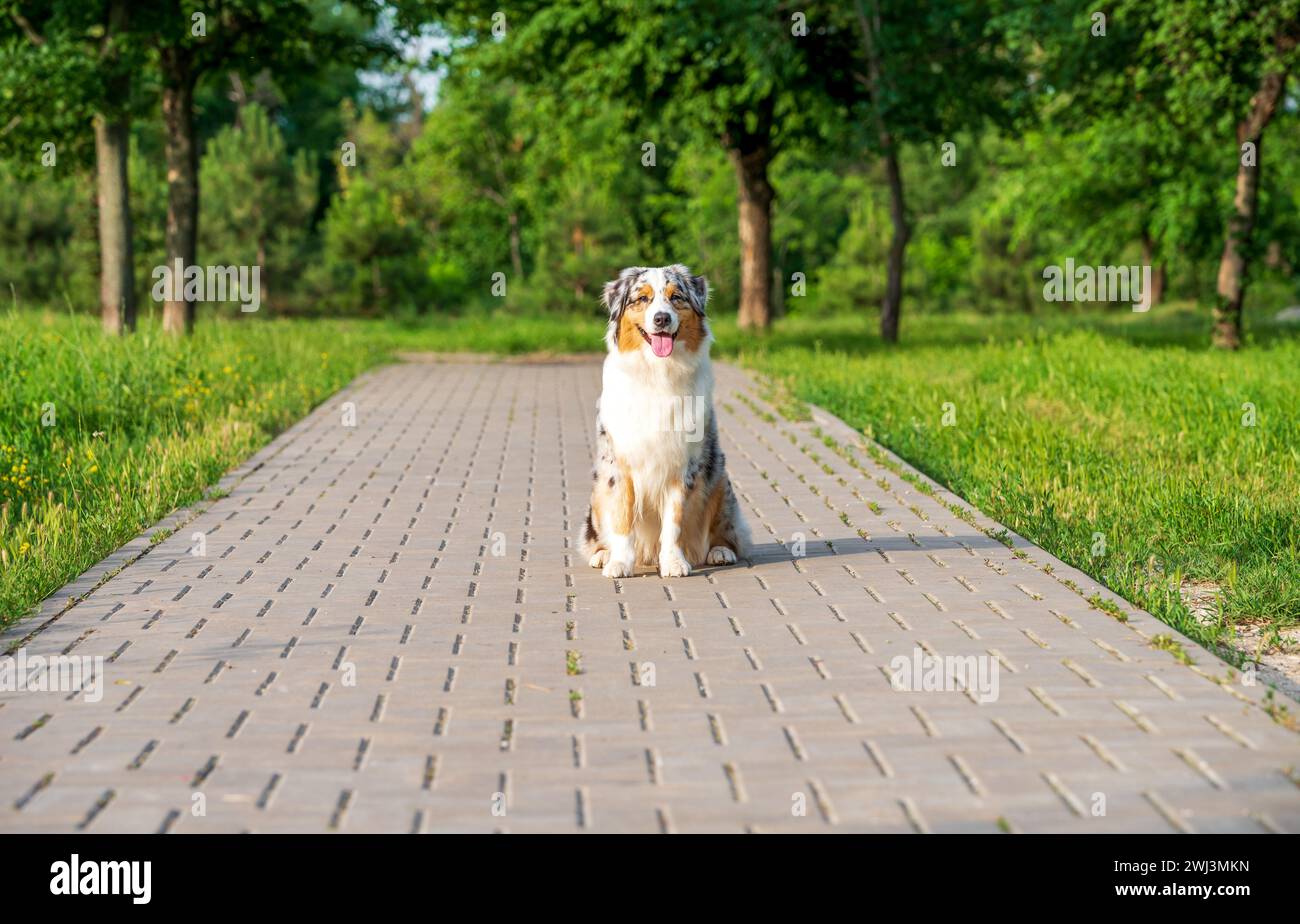 Purebred australian shepherd dog for a walk in the park Stock Photo - Alamy