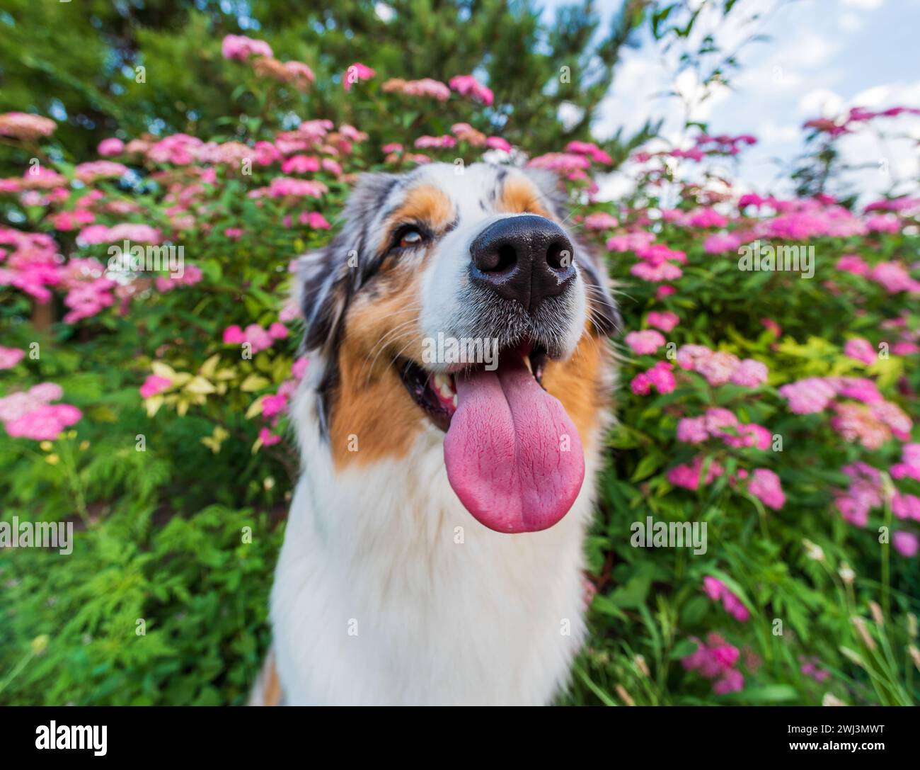 Australian shepherd head hi-res stock photography and images - Alamy
