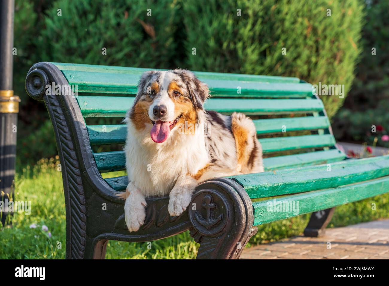 Purebred australian shepherd dog for a walk in the park Stock Photo - Alamy