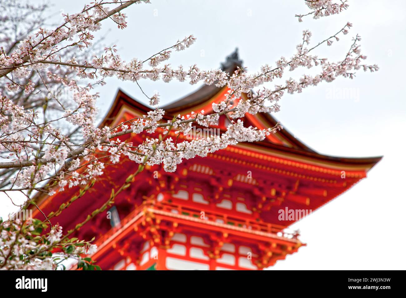 Sakura cherry blossom at Kiyomizu-dera Temple in Kyoto, Japan Stock ...