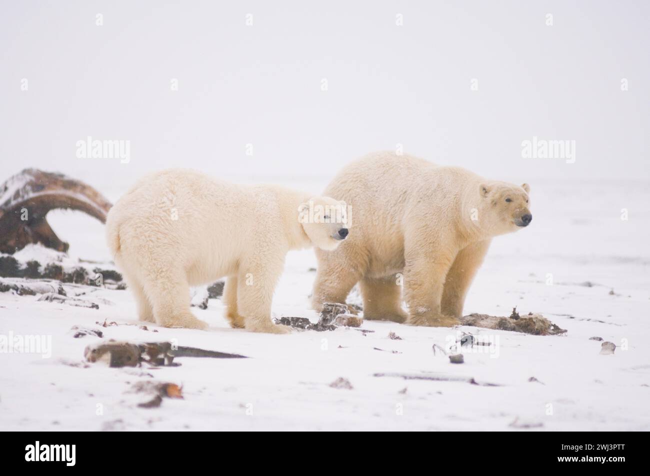polar bears Ursus maritimus sow and boar scavenging in a whale bone ...
