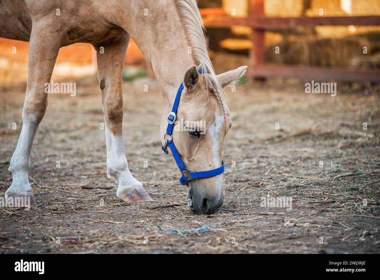 Beige horse on a ranch Stock Photo - Alamy