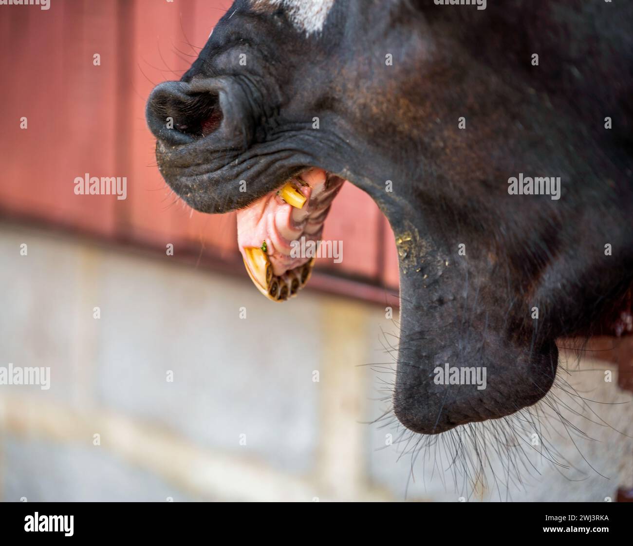 Horse head and teeth on a ranch Stock Photo - Alamy