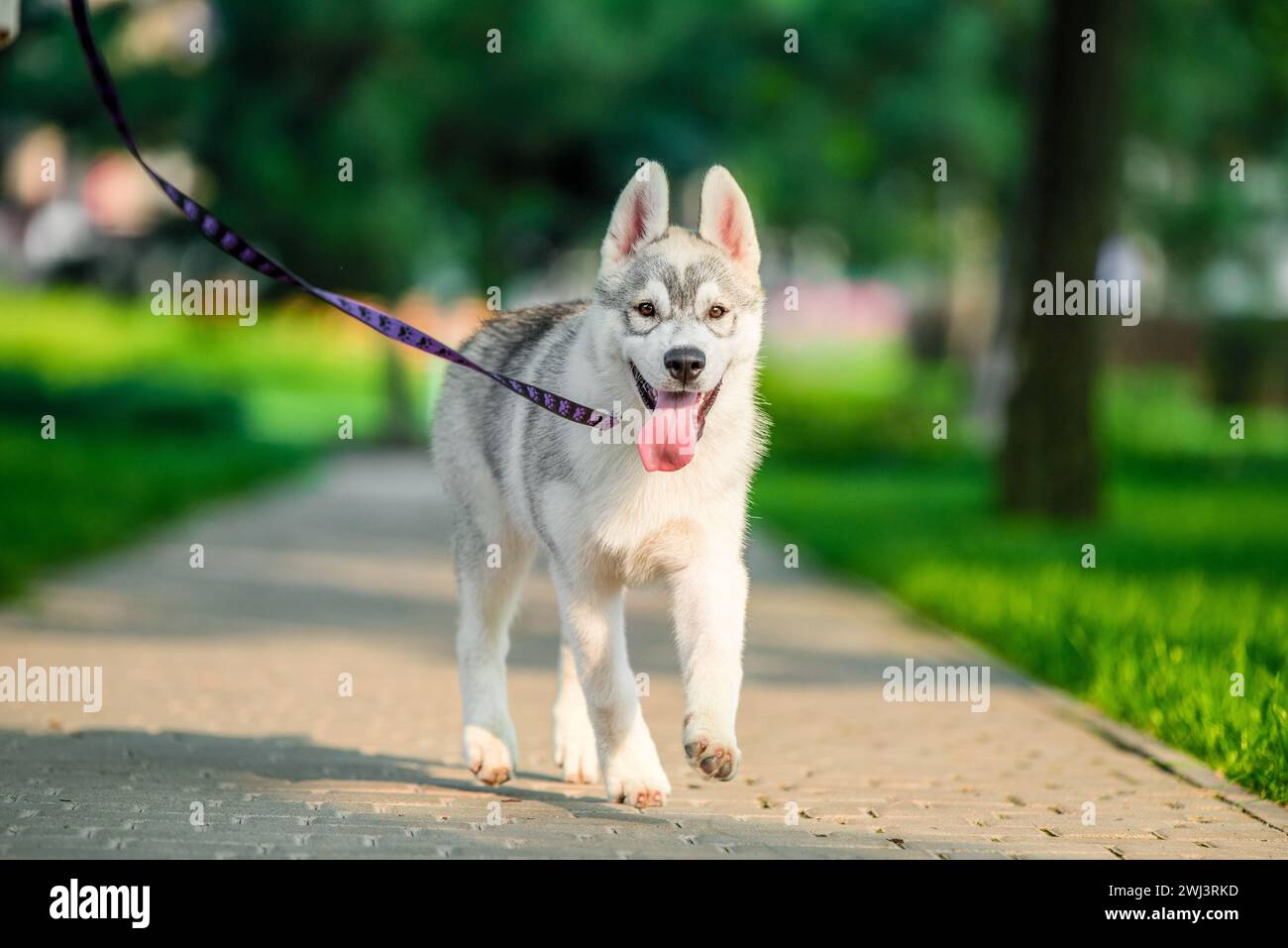 Two joyful siberian husky hi-res stock photography and images - Alamy