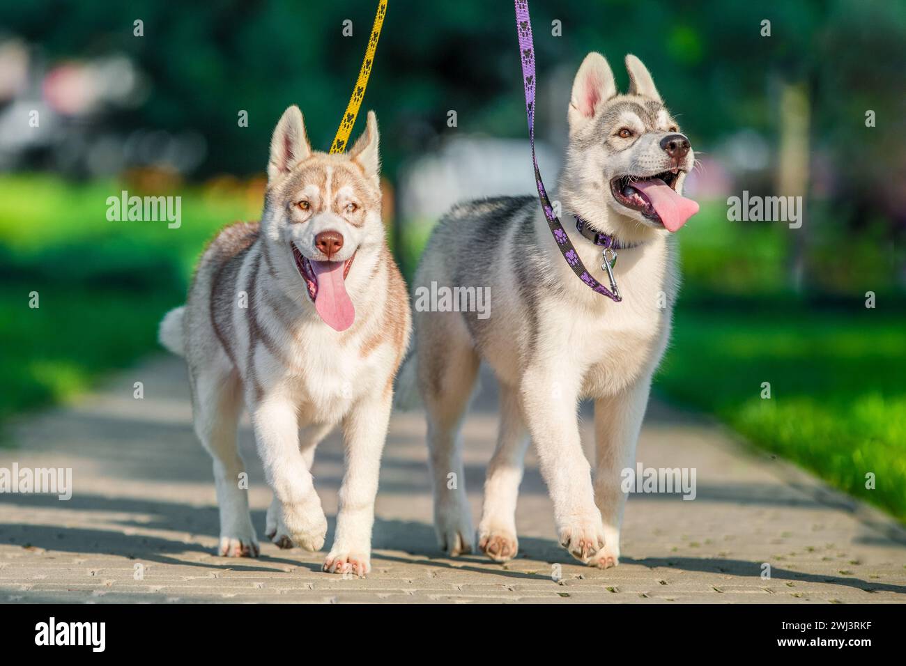 Two Siberian husky puppies on colored leashes walk in the park in ...