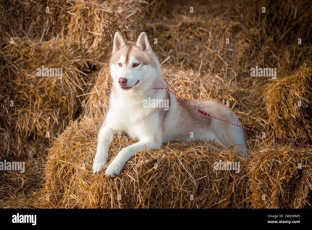 Dog in the hay siberian husky on bundles of straw Stock Photo - Alamy