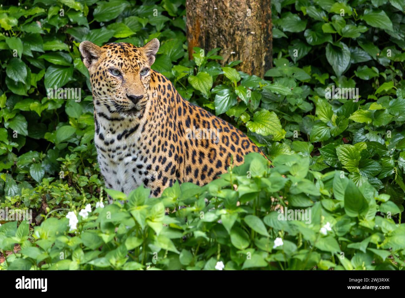 The Indochinese leopard (Panthera pardus delacouri) peeking out from ...