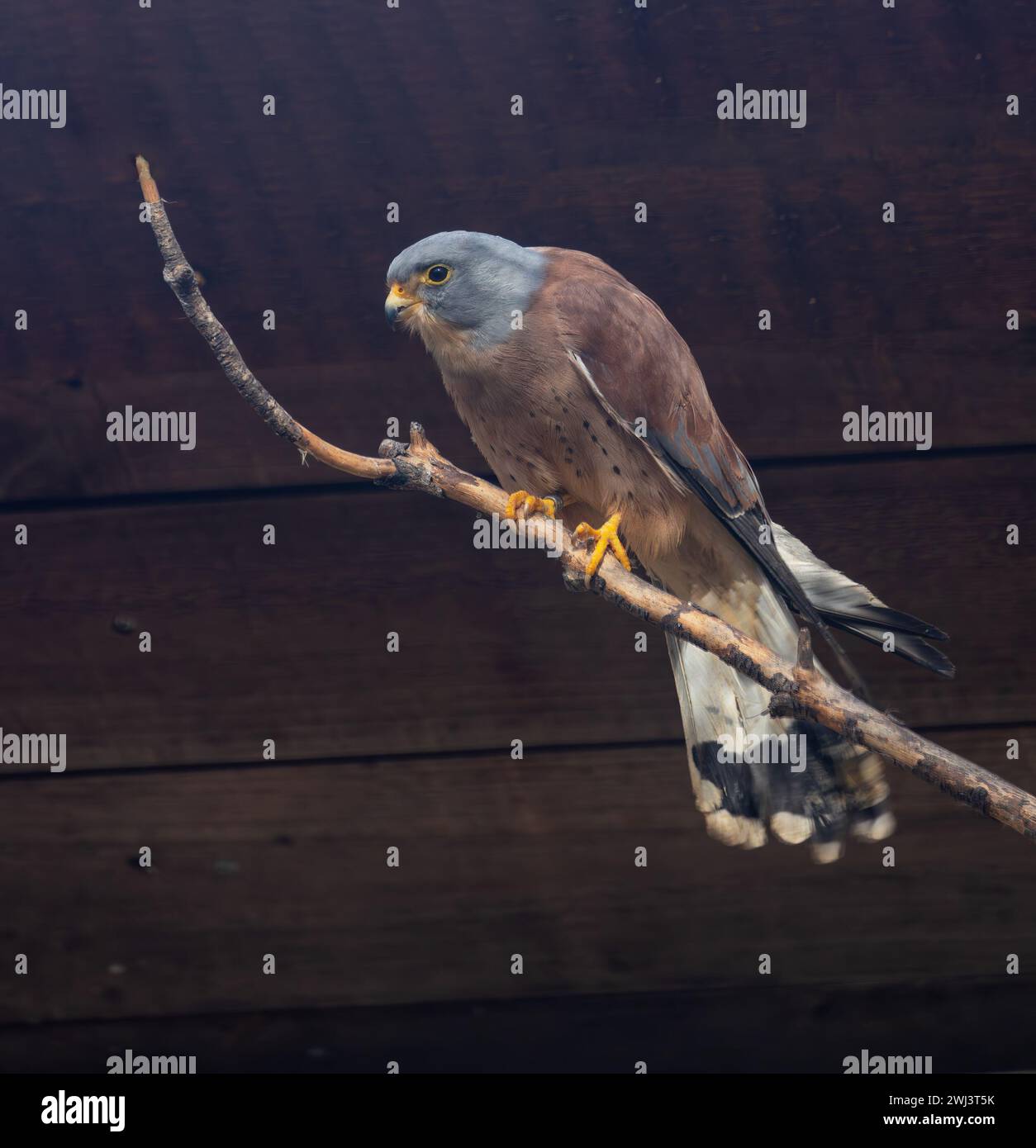 The Kestrel (Falco tinnunculus) spotted off the coast of Howth, Dublin ...