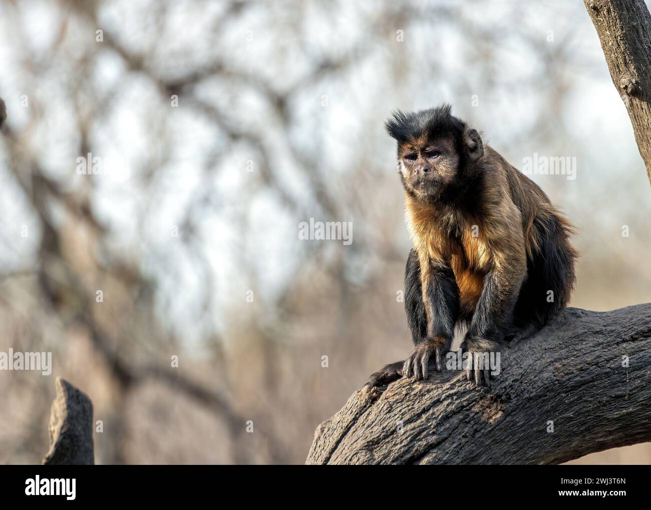 Black capped capuchin monkey hi-res stock photography and images - Alamy