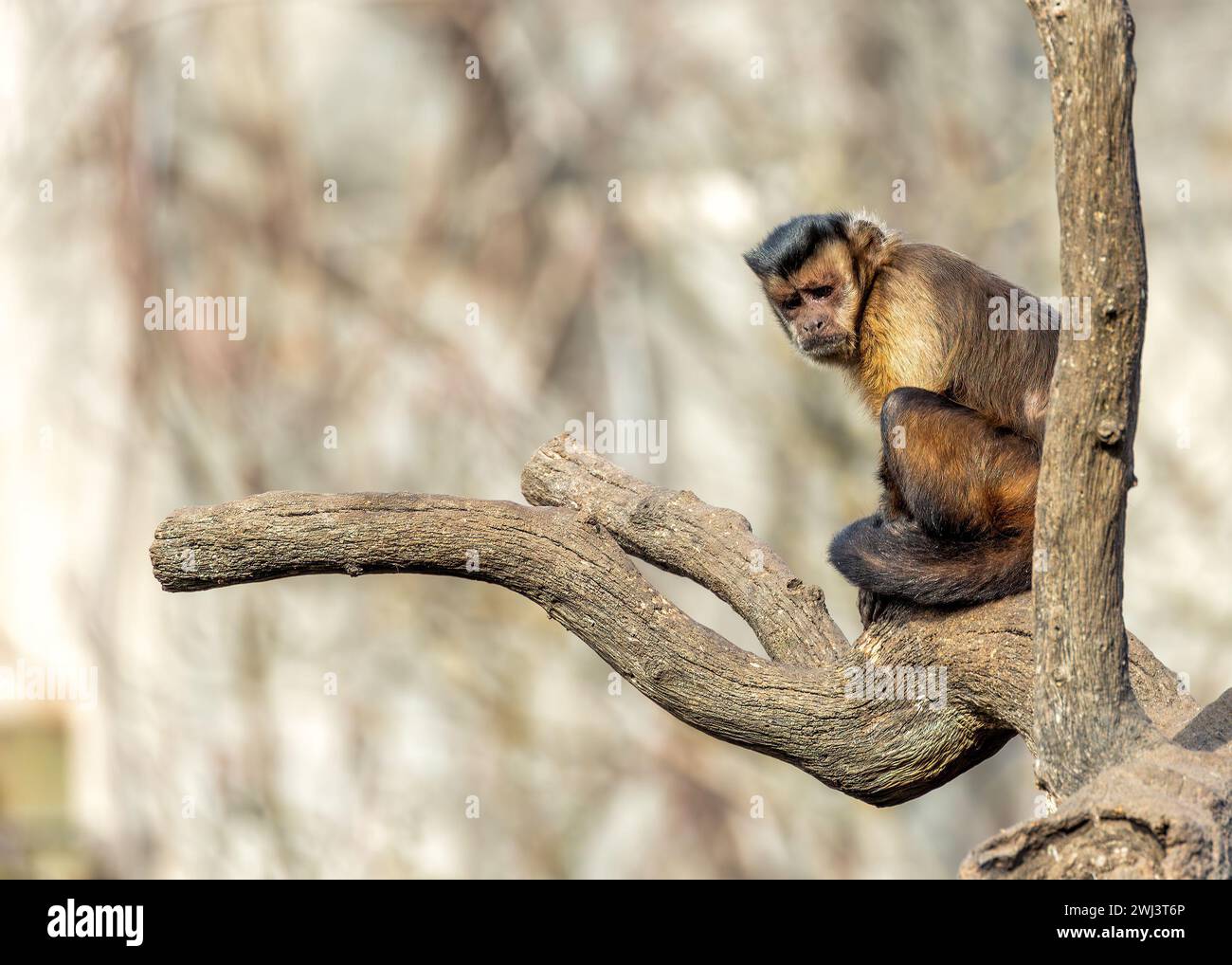 Black capped capuchin monkey hi-res stock photography and images - Alamy