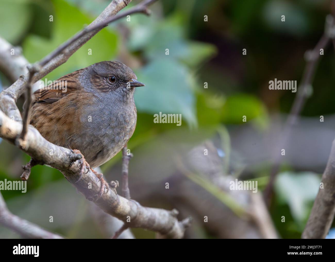 The Dunnock (Prunella modularis) sighted in National Botanic Gardens ...