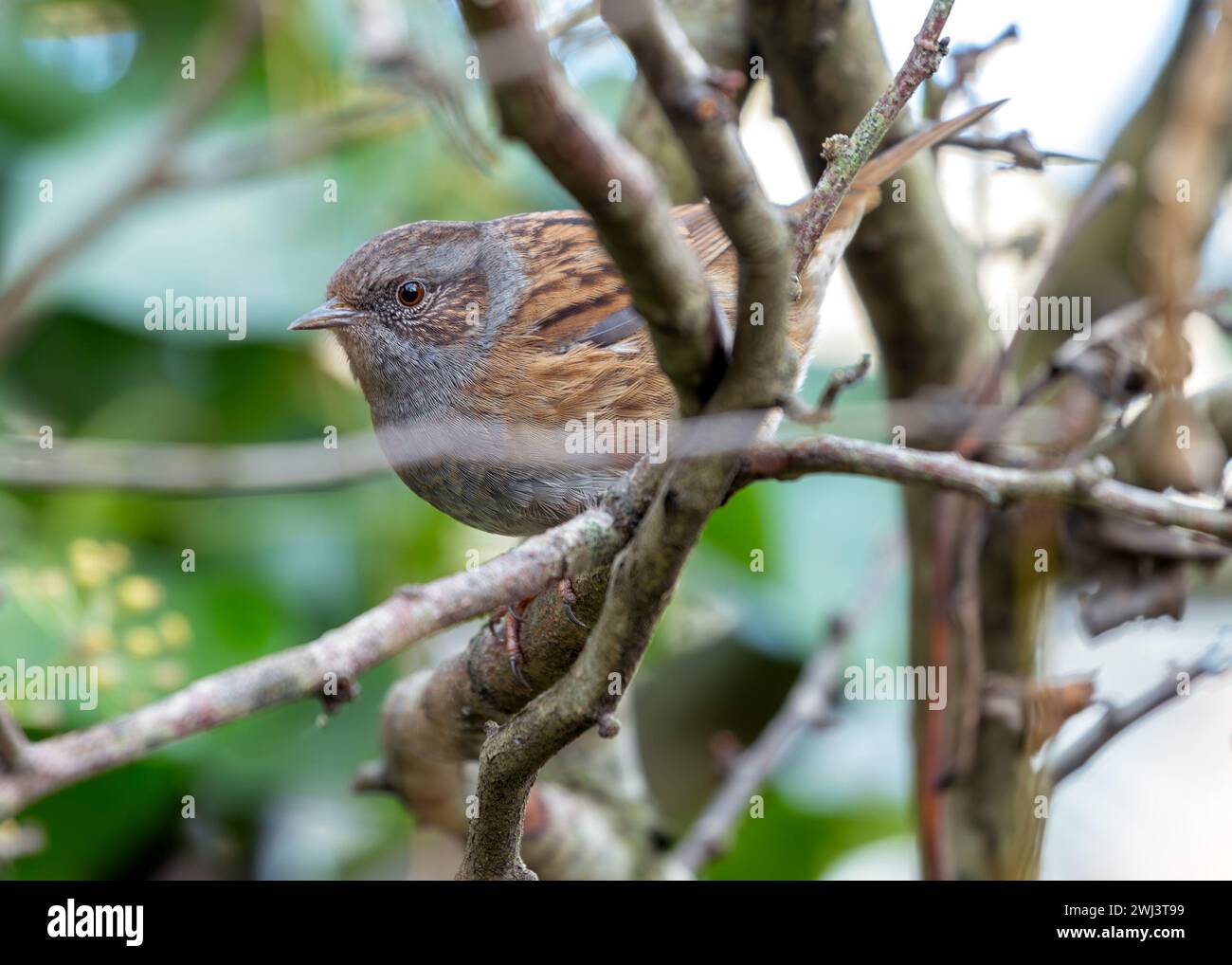 The Dunnock (Prunella modularis) sighted in National Botanic Gardens ...